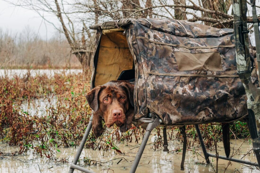 2022 DELTA DOG Photo Contest Winners – Delta Magazine- Cleveland, MS