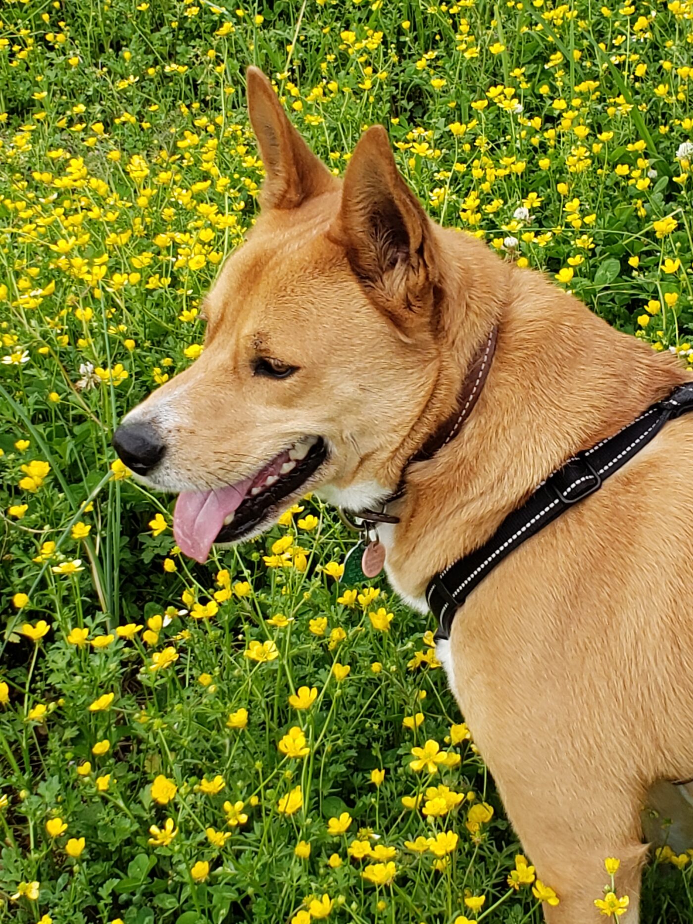 Goon (Mixed Breed) – Delta Magazine- Cleveland, MS