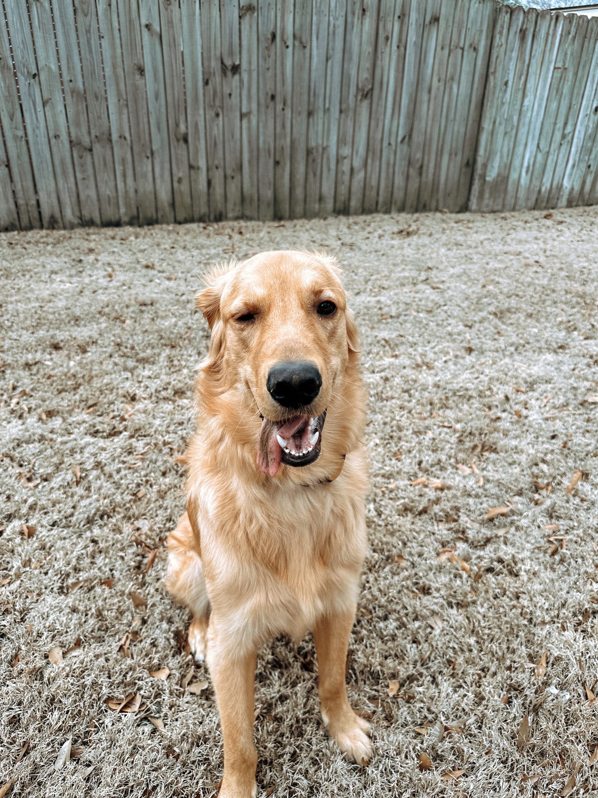 Archie – Golden Retriever – Delta Magazine- Cleveland, MS