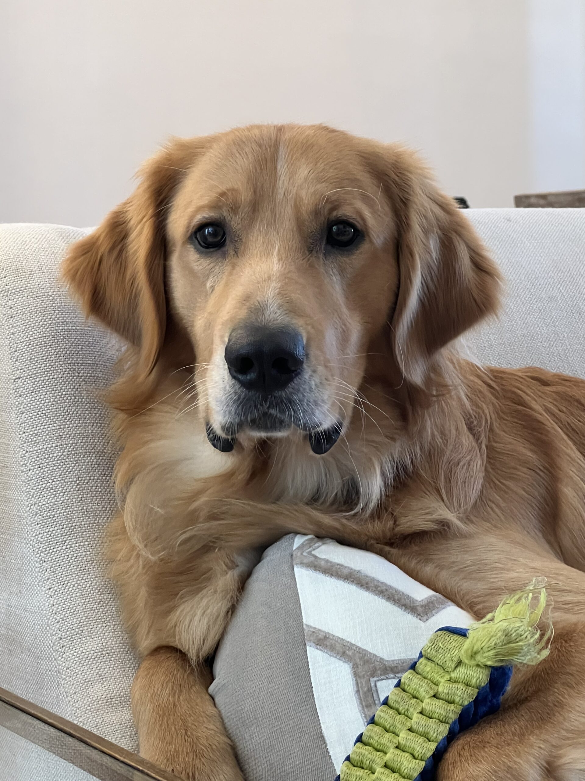 Cosmo Alexander – Golden Retriever – Delta Magazine- Cleveland, MS