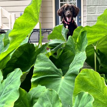 Emma Franklin – Boykin Spaniel – Delta Magazine- Cleveland, MS – Photo ...