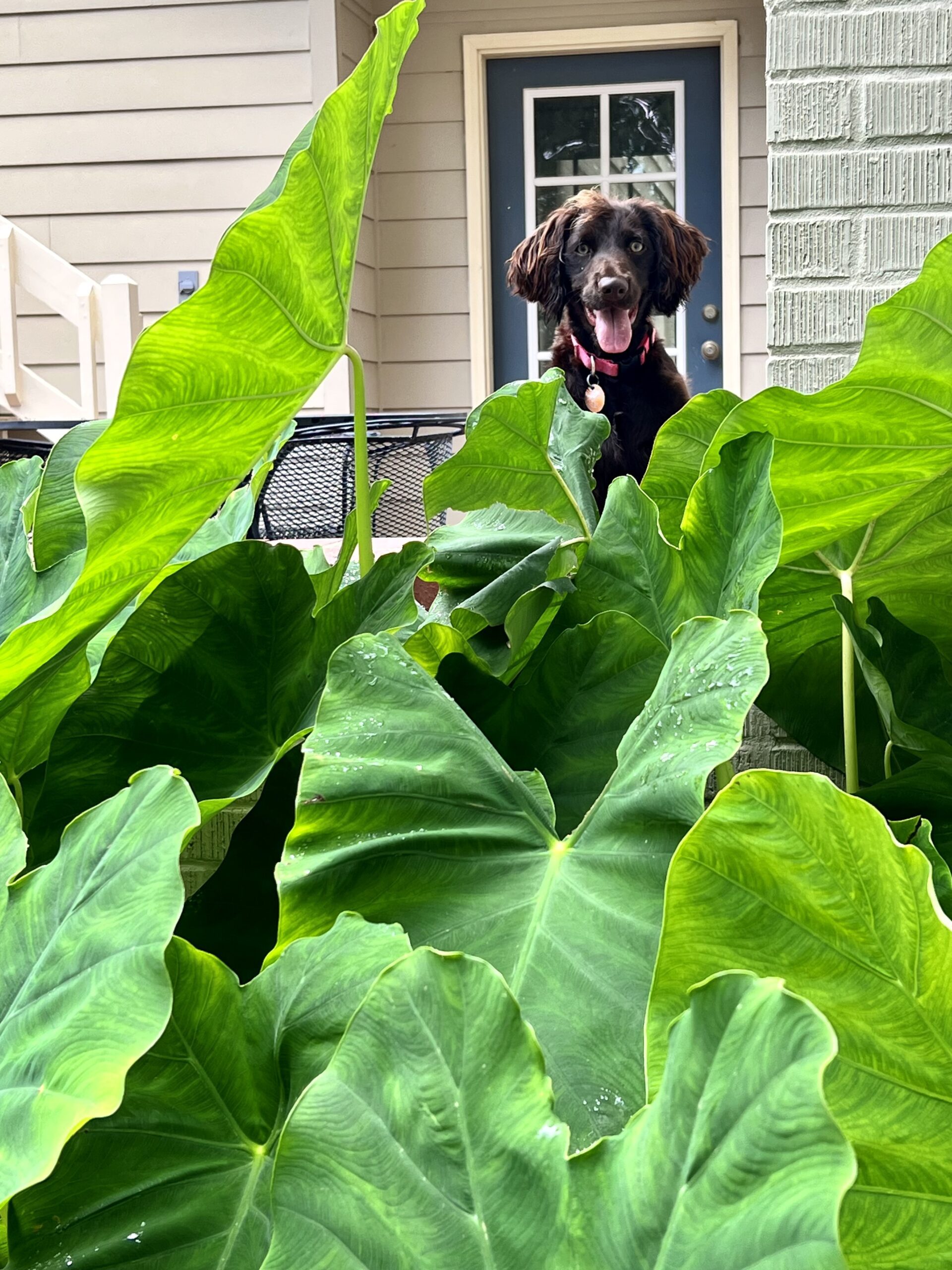 Emma Franklin – Boykin Spaniel – Delta Magazine- Cleveland, MS