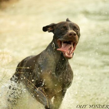 Judge – German Shorthaired Pointer – Delta Magazine- Cleveland, MS ...