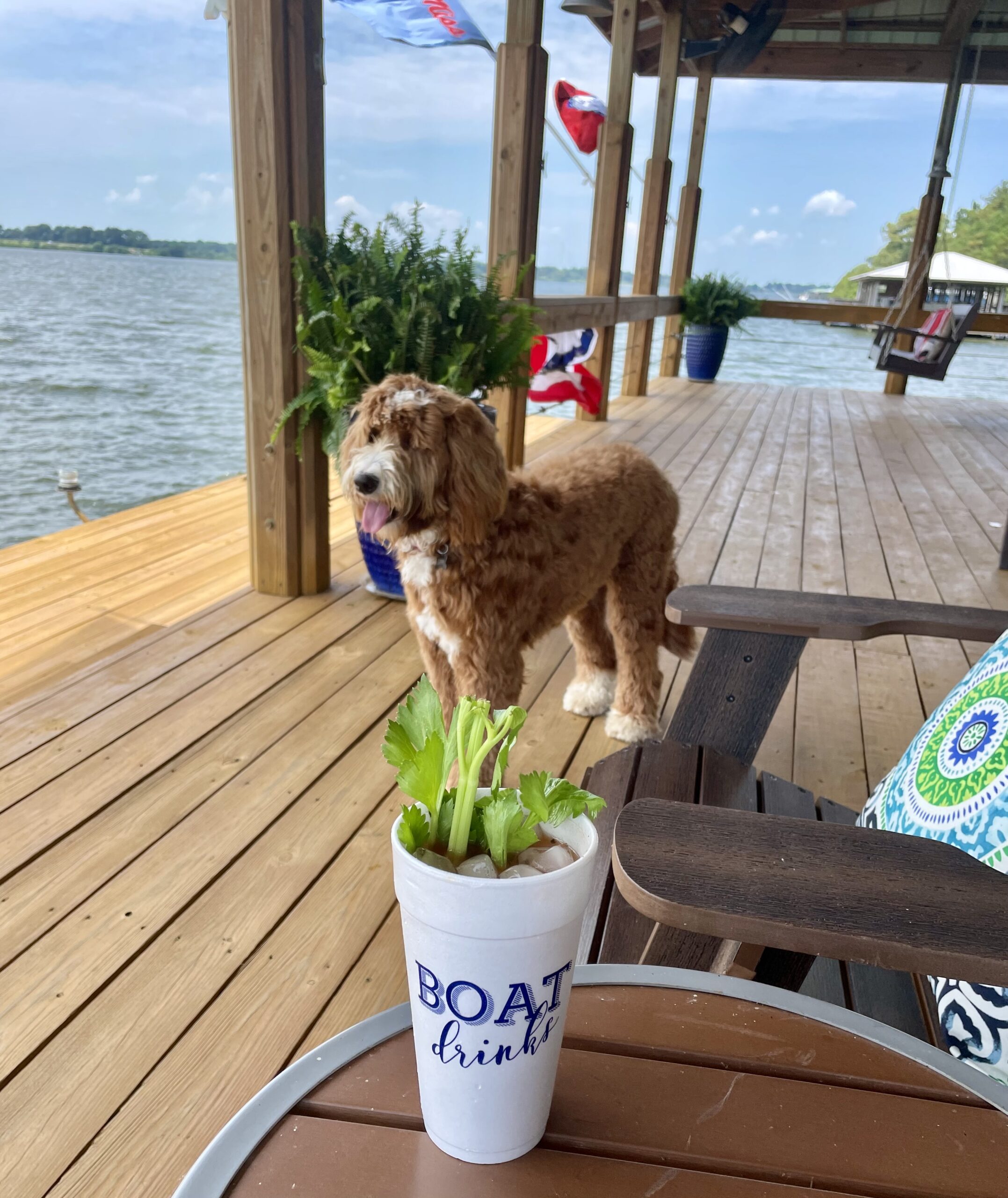 Miss “Sippi” Girl – Goldendoodle – Delta Magazine- Cleveland, MS