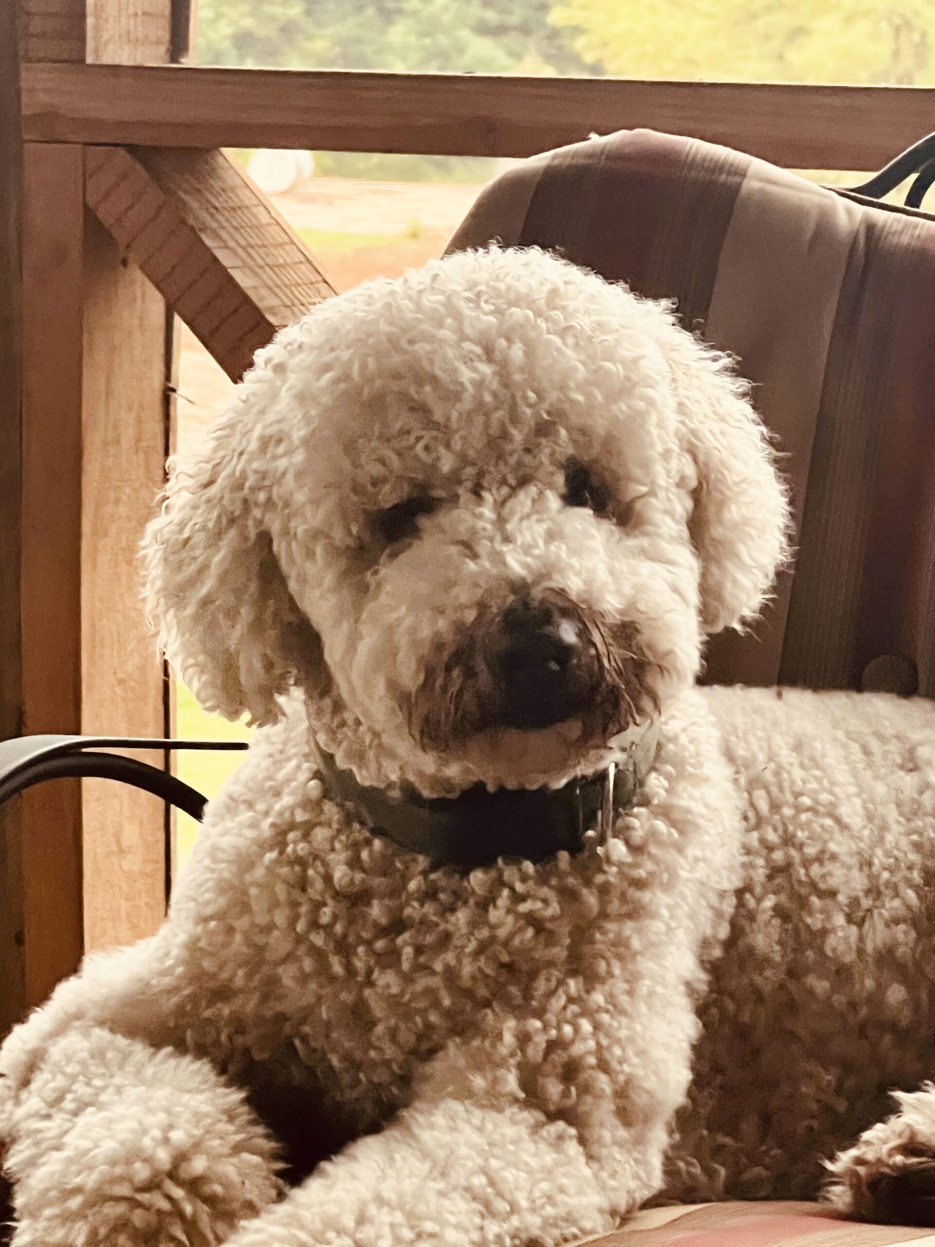 Oakley – Goldendoodle – Delta Magazine- Cleveland, MS