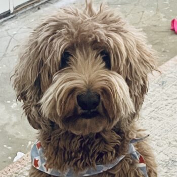 Poppy – Goldendoodle – Delta Magazine- Cleveland, MS – Photo Contest