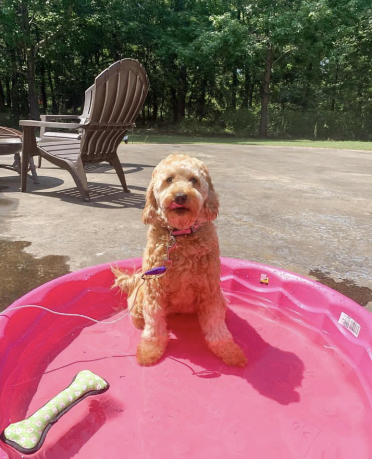 Winnie Belle – Mini Goldendoodle – Delta Magazine- Cleveland, MS