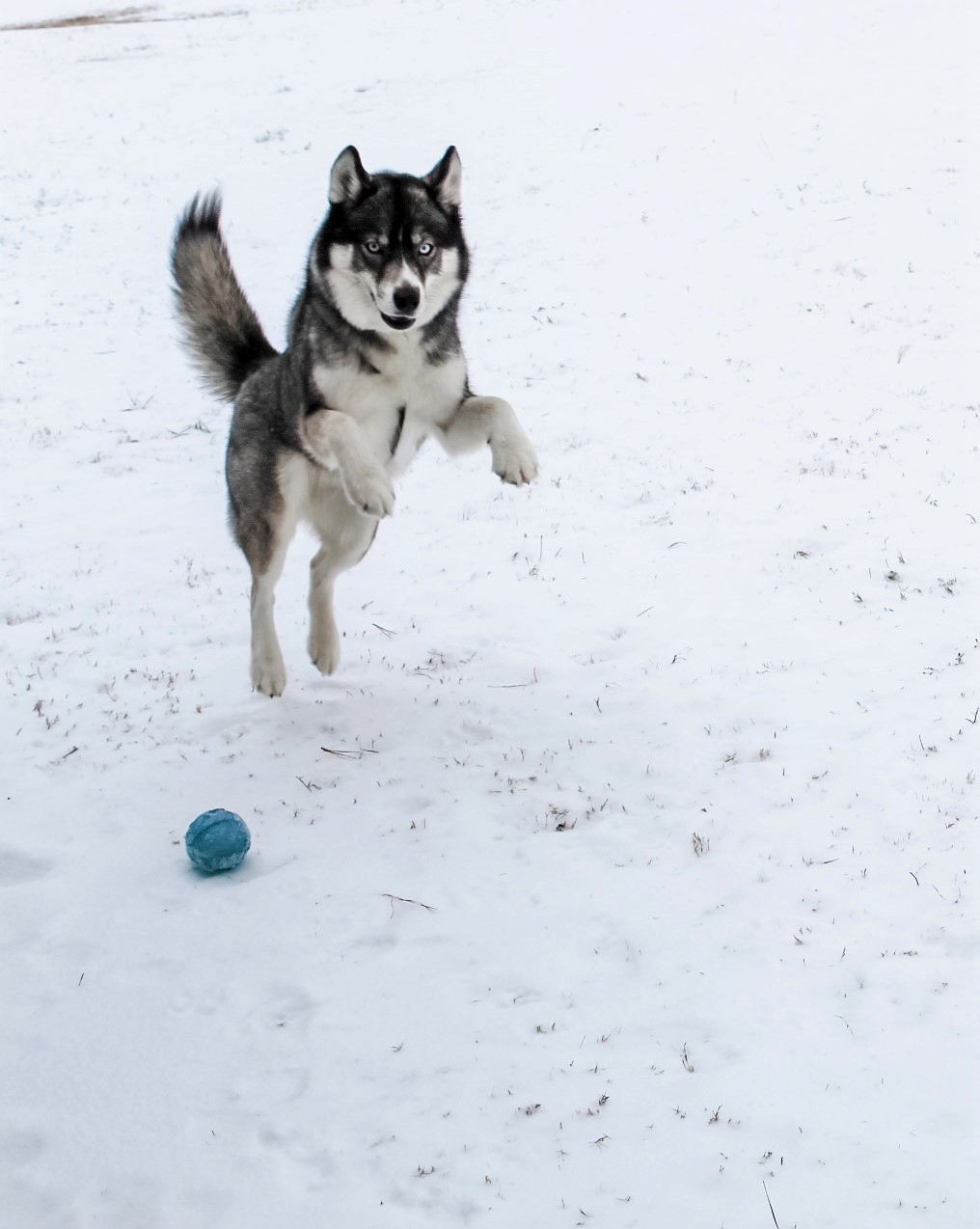 Zoey – Siberian Husky – Delta Magazine- Cleveland, MS