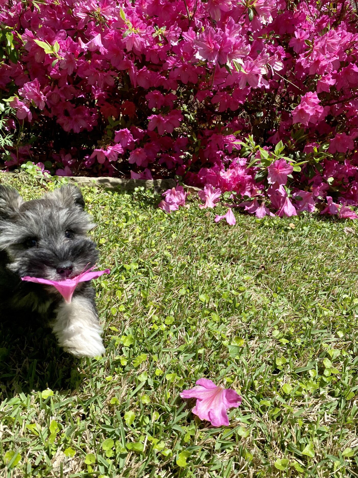 Beaux Mack Shaffer (Mini Schnauzer) – Delta Magazine- Cleveland, MS