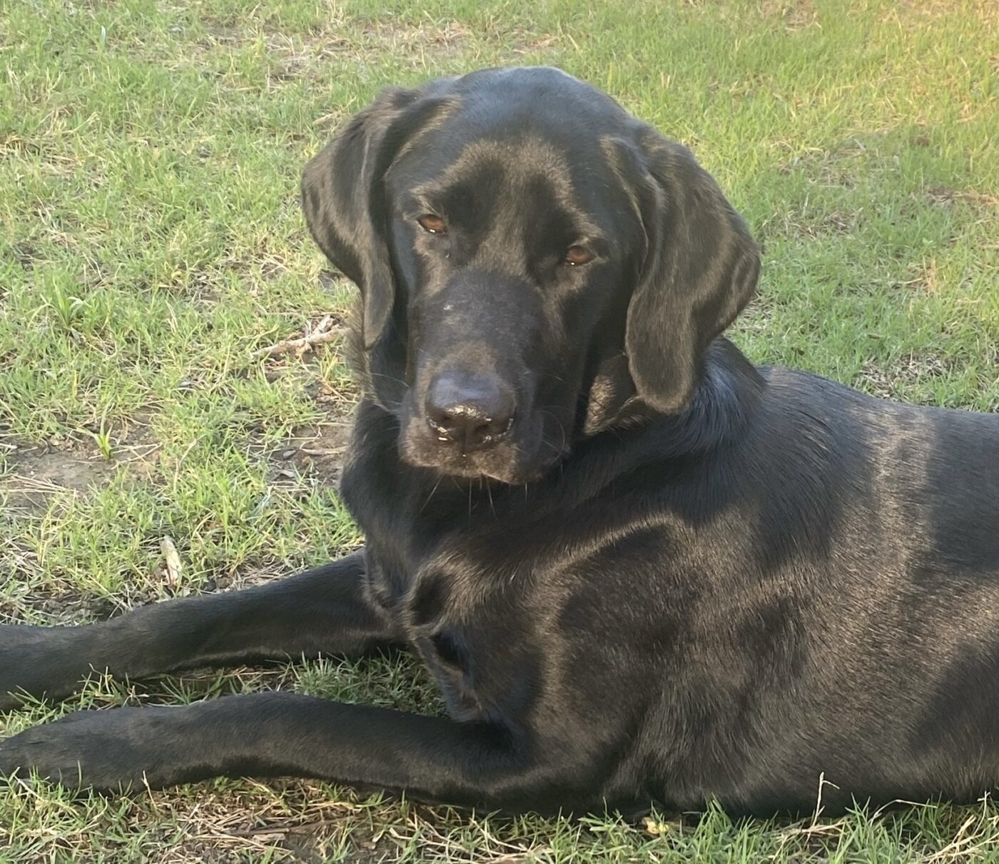 Lou (Labrador Retriever) – Delta Magazine- Cleveland, MS