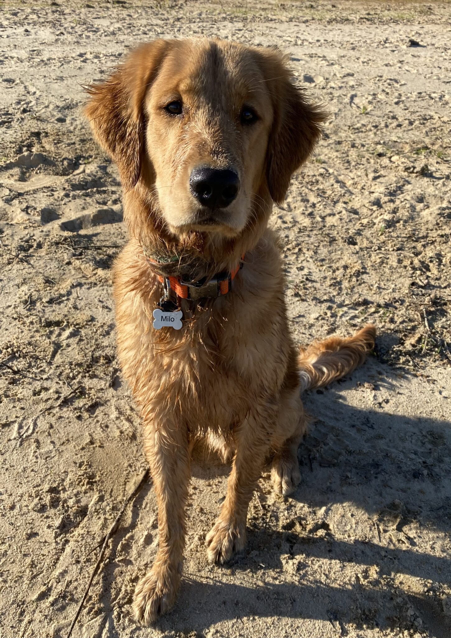 Milo (Golden Retriever) – Delta Magazine- Cleveland, MS