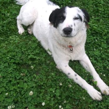 HENRY (Shepherd Mixed Breed) – Delta Magazine- Cleveland, MS – Photo ...