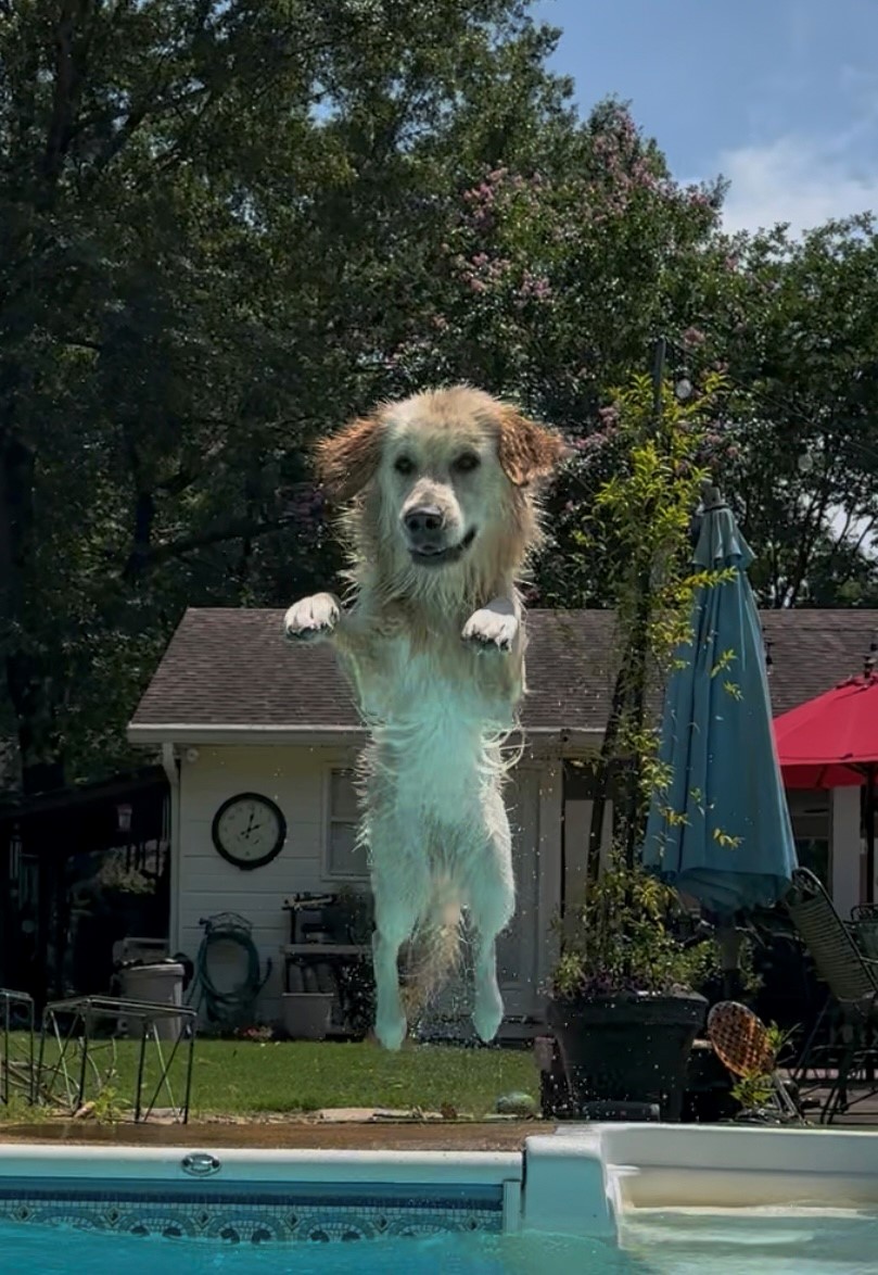 BAM (Golden Retriever copy – Delta Magazine- Cleveland, MS – Photo Contest
