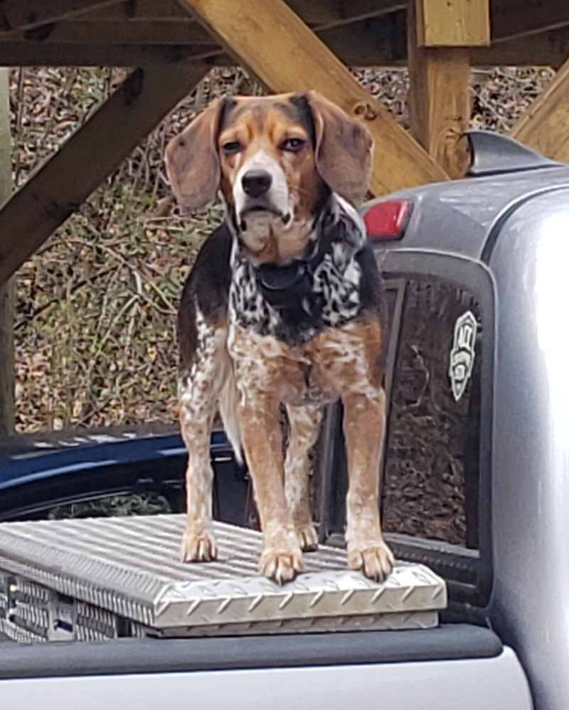 BUSTER (Blue Tick Beagle) – Delta Magazine- Cleveland, MS – Photo Contest