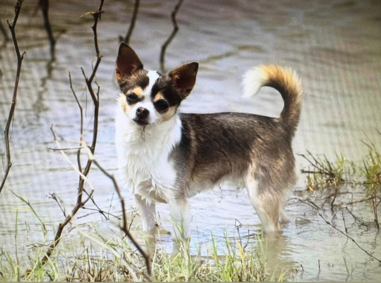 SUGAR BABE (Chihuahua) – Delta Magazine- Cleveland, MS – Photo Contest