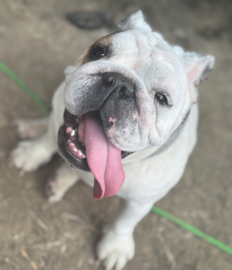 TEAGAN (English Bulldog) – Delta Magazine- Cleveland, MS – Photo Contest